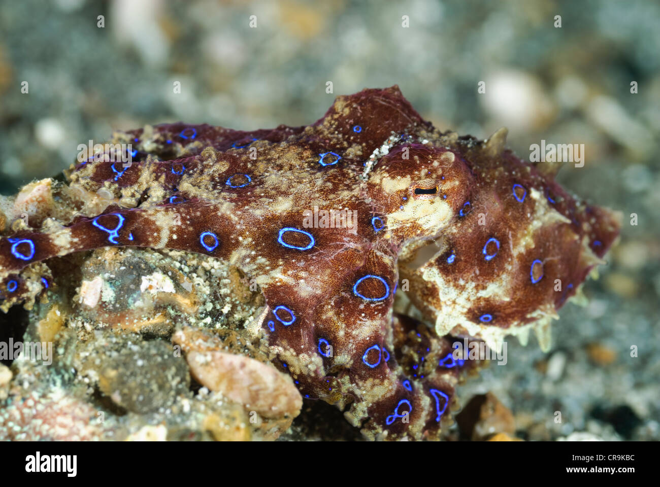 Blue ringed octopus hapalochlaena lunulata hi-res stock photography and ...