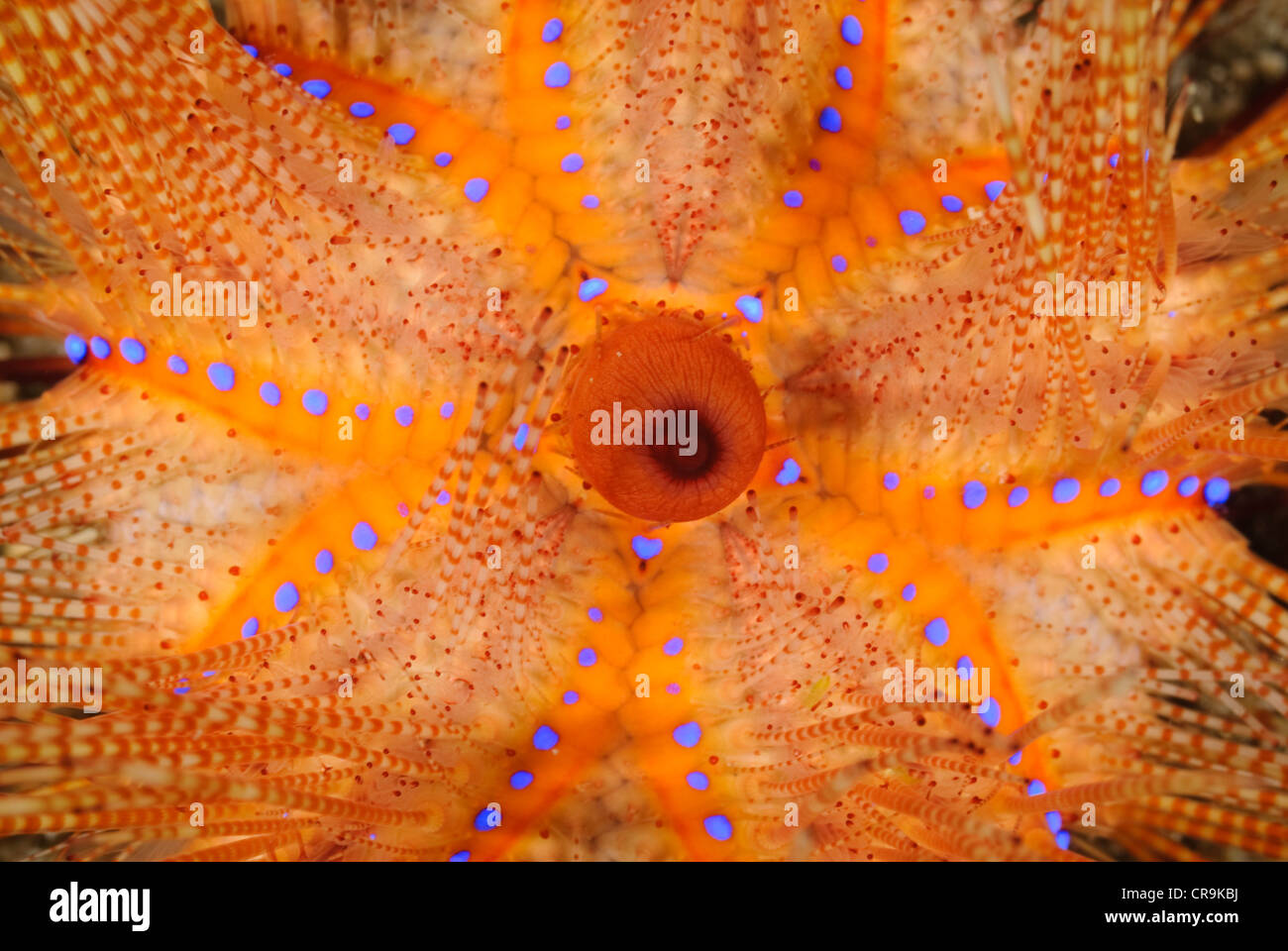 Blue spotted urchin, Astropyga radiata, Lembeh Strait, Sulawesi ...