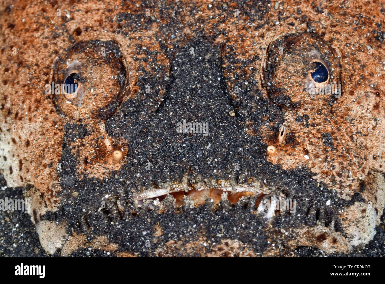 Marbled stargazer, Uranoscopus bicinctus, Lembeh Strait, Sulawesi ...