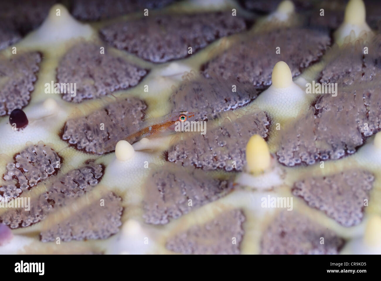 Common ghost goby, Pleurosicya mossambica, rests on a sea star, Lembeh ...