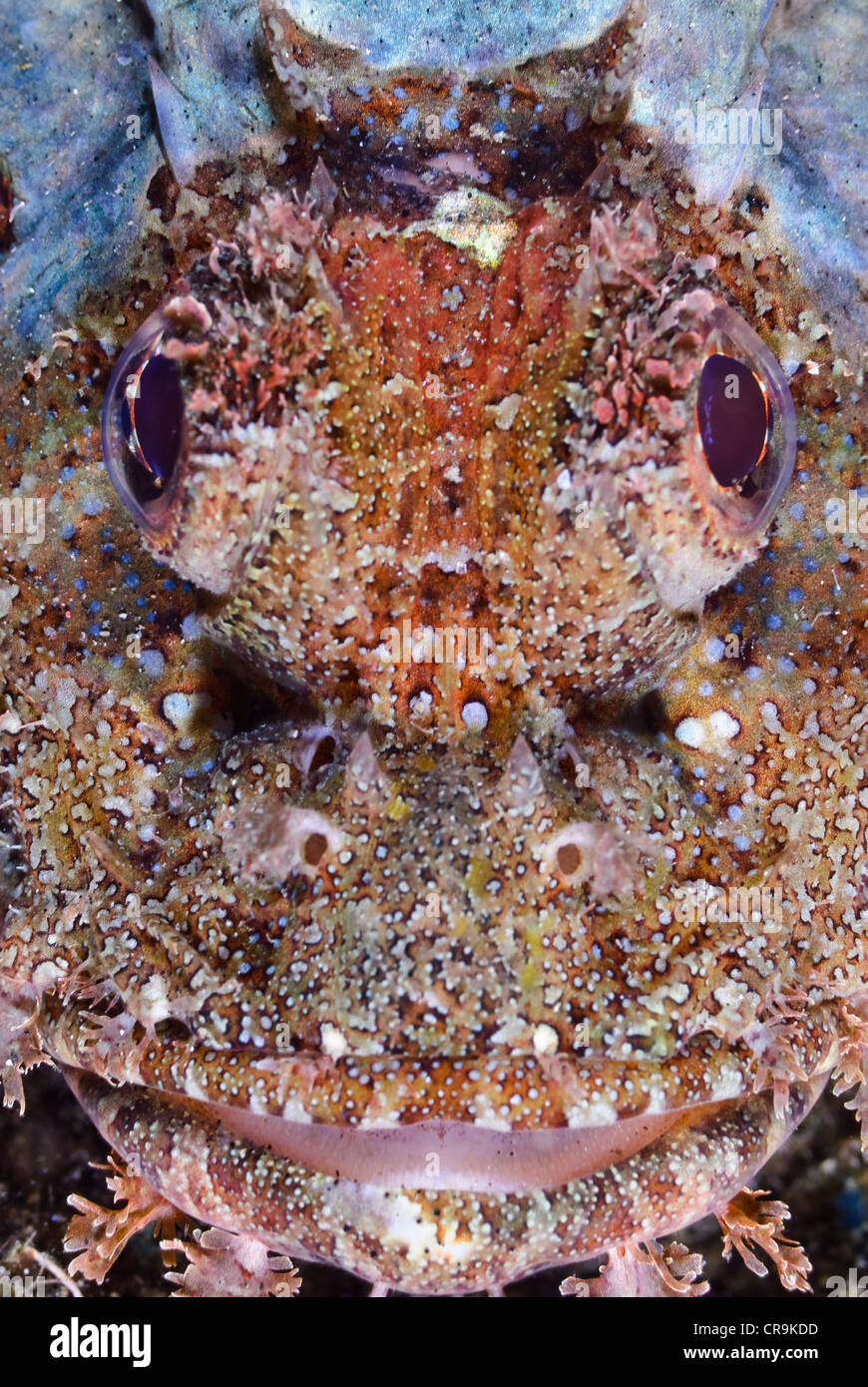 Scopaenopsis oxycephala fish hi-res stock photography and images - Alamy