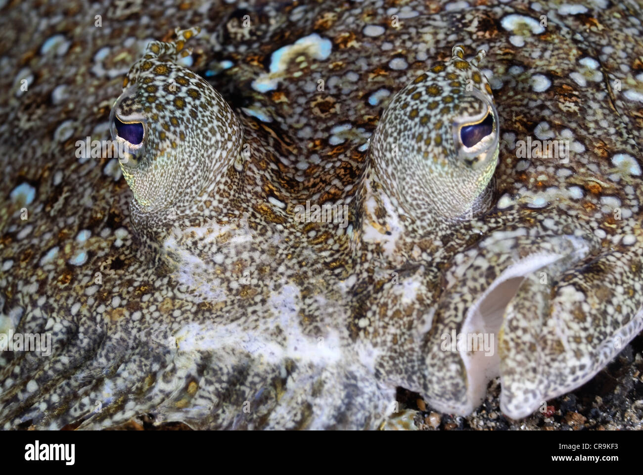 Leopard flounder, Bothus pantherinus, Lembeh Strait, Sulawesi ...