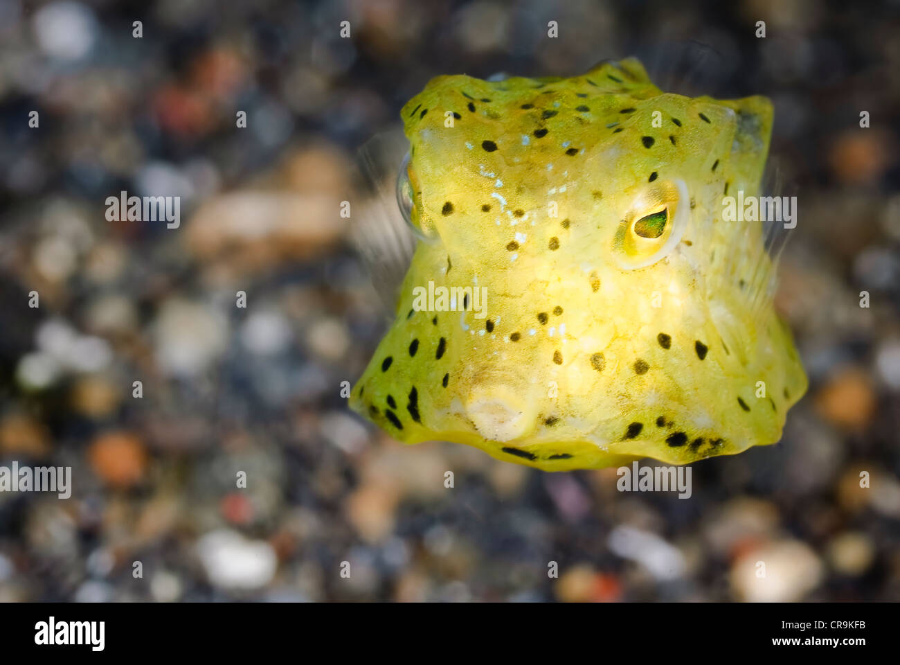 juvenile Yellow boxfish, Ostacion cubicus, Lembeh Strait, Sulawesi ...