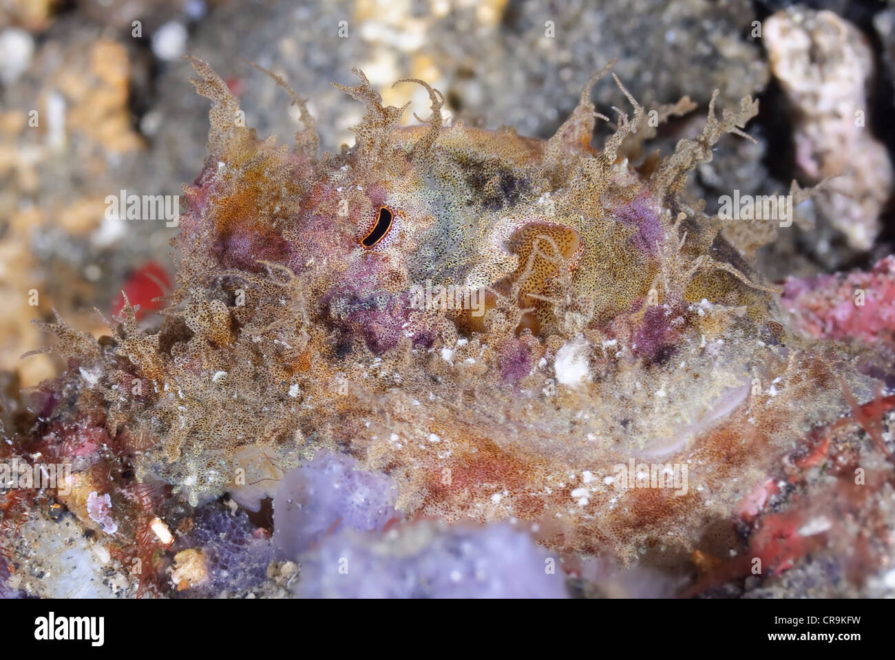 Mosiac octopus hi-res stock photography and images - Alamy