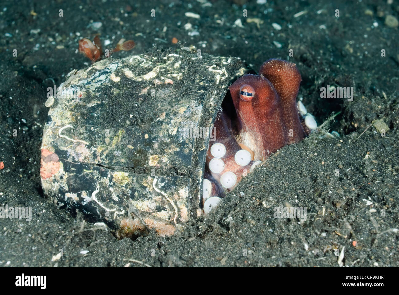 Veined or coconut octopus, Amphioctopus marginatus, Lembeh Strait ...