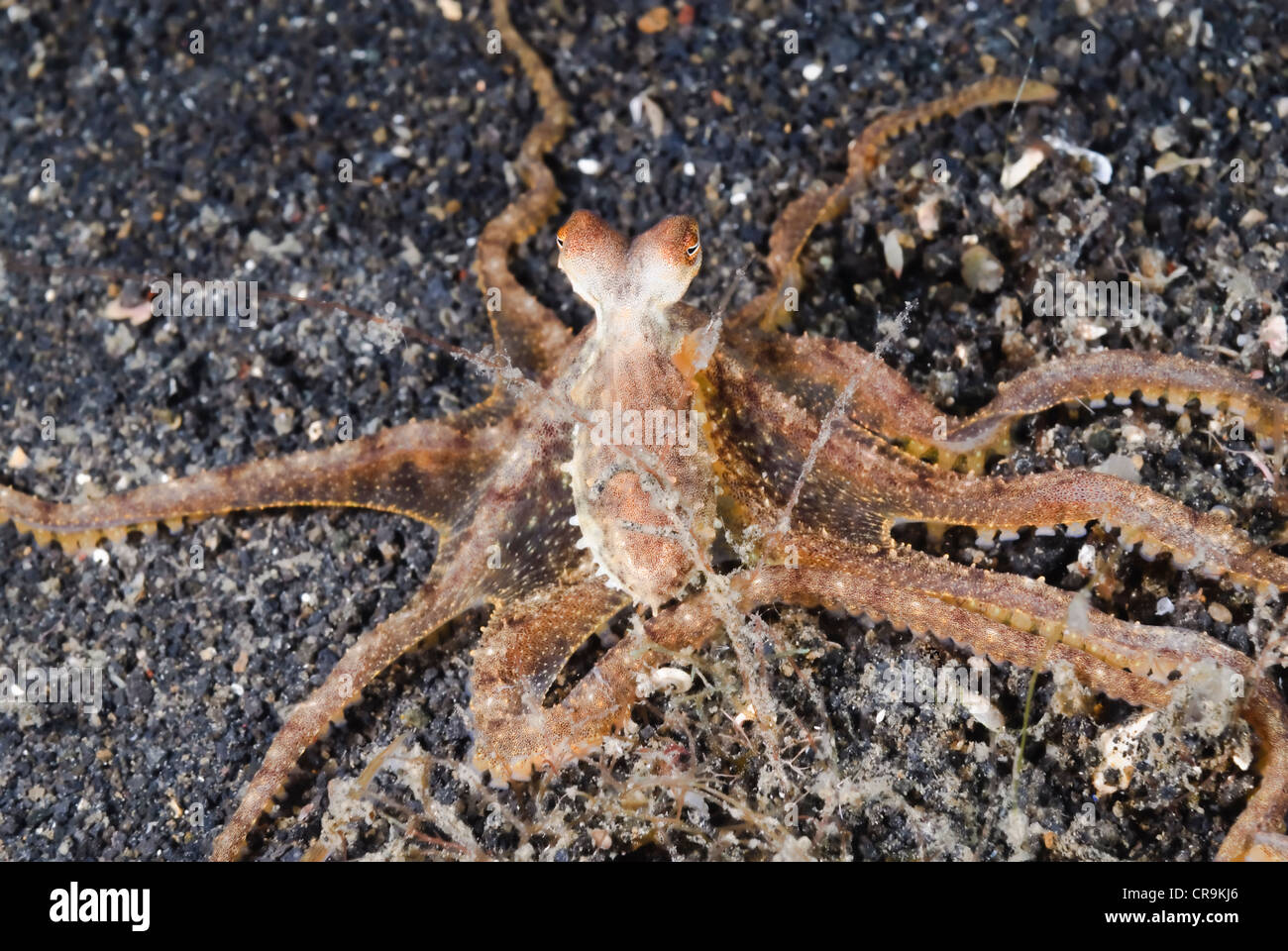 White-V octopus, Abdopus sp., Lembeh Strait, Sulawesi, Indonesia ...