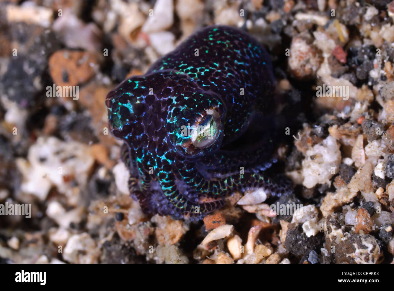 Bobtail squid bioluminescent hi-res stock photography and images - Alamy