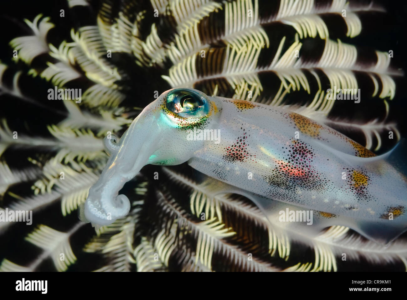 Bigfin Reef Squid, Sepioteuthis lessoniana, Lembeh Strait, Sulawesi ...