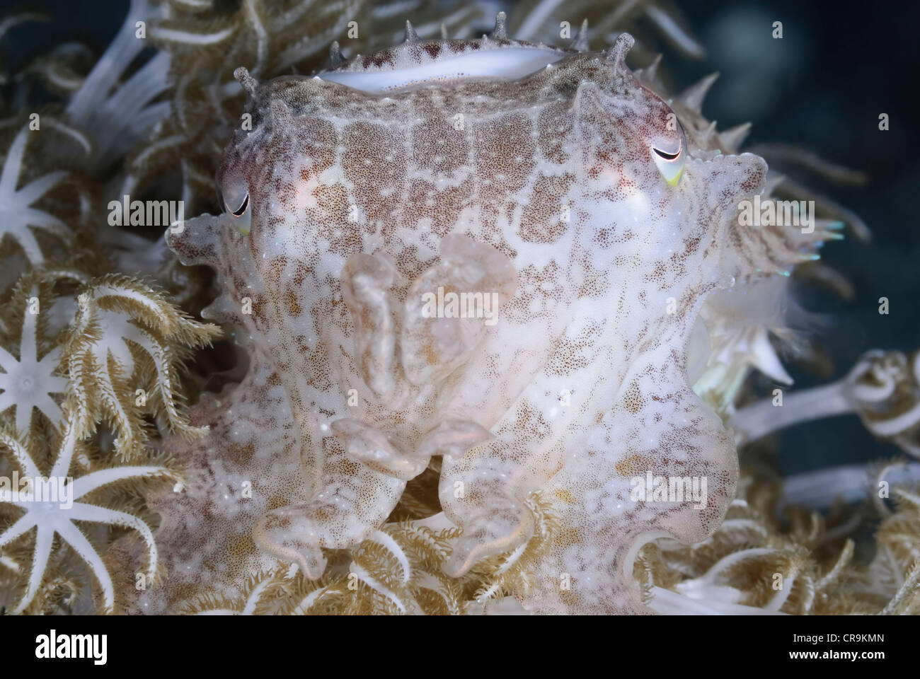 juvenile cuttlefish, Sepia sp., Lembeh Strait, Sulawesi, Indonesia ...