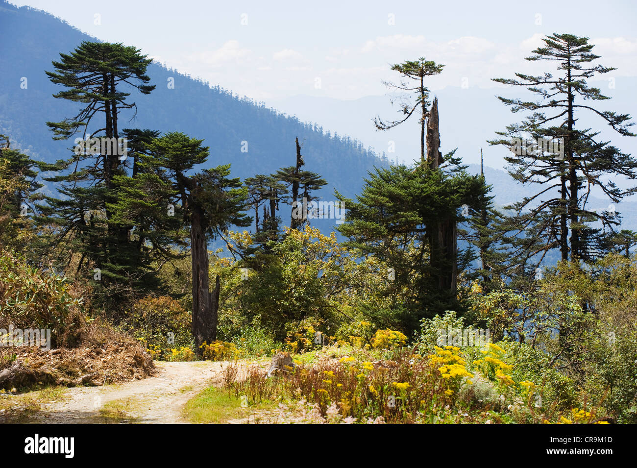 mountain scenery at Pele La pass (3420m), Black Mountains, Bhutan Asia ...