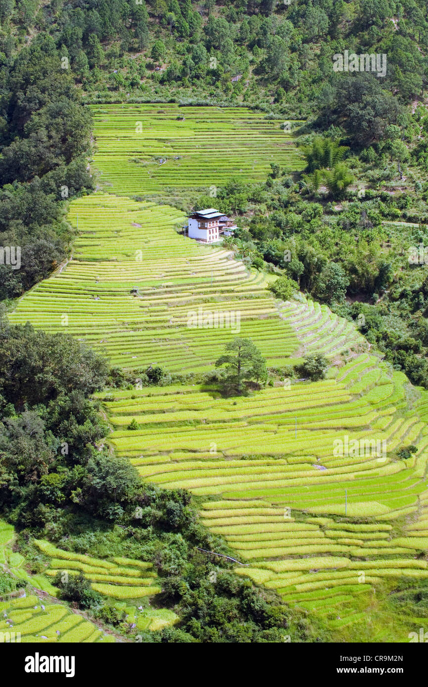 Rice terraces bhutan asia hi-res stock photography and images - Alamy