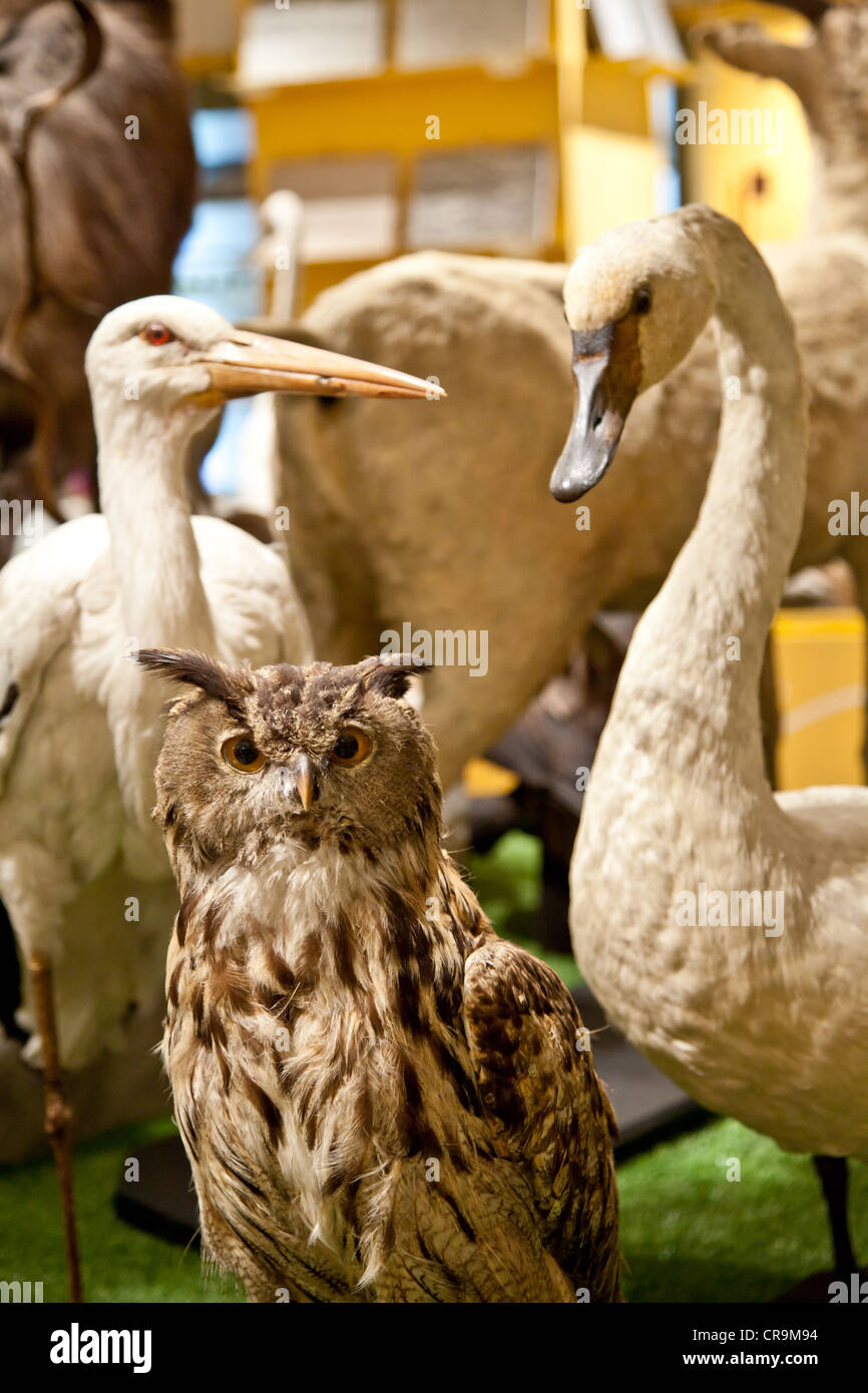Italy, interior of a very old nature and science museum Stock Photo - Alamy