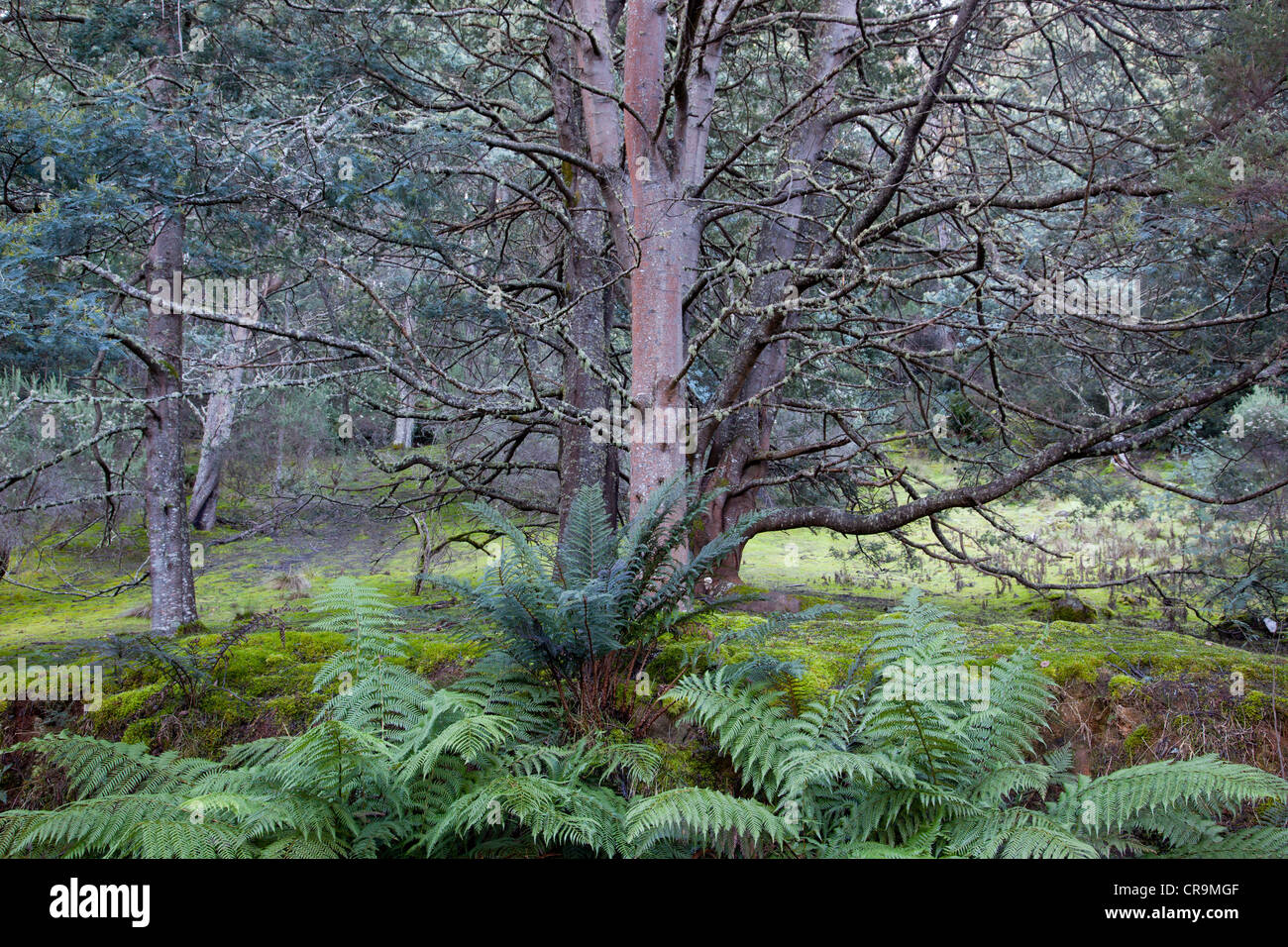 Myrtle forest in tasmania australia hi-res stock photography and images ...