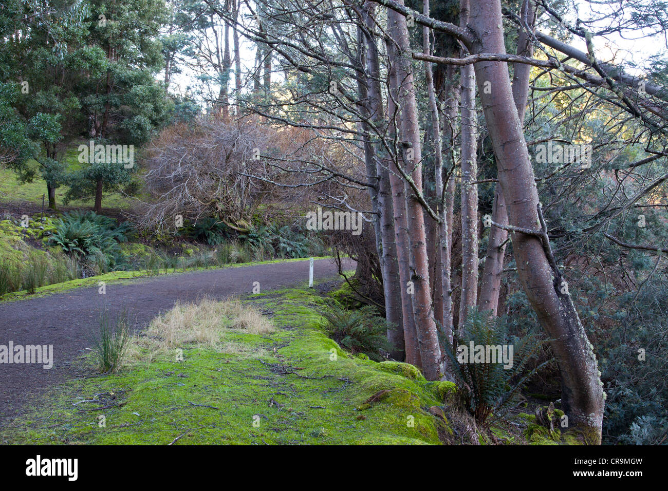 Myrtle Forest in Tasmania, Australia Stock Photo - Alamy