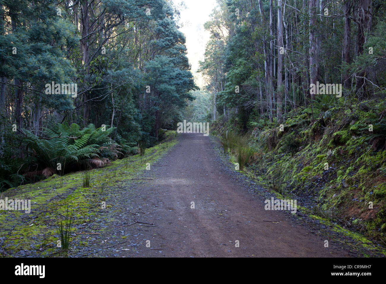 Myrtle Forest in Tasmania, Australia Stock Photo - Alamy