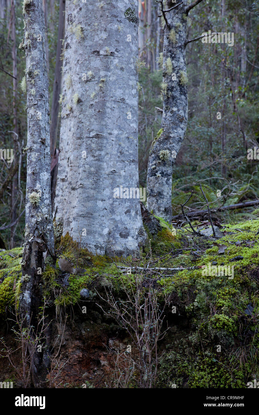 Myrtle Forest in Tasmania, Australia Stock Photo - Alamy