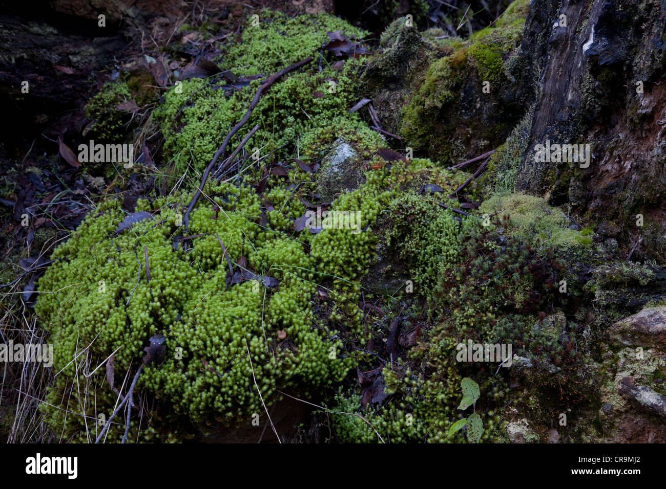 Myrtle Forest in Tasmania, Australia Stock Photo - Alamy