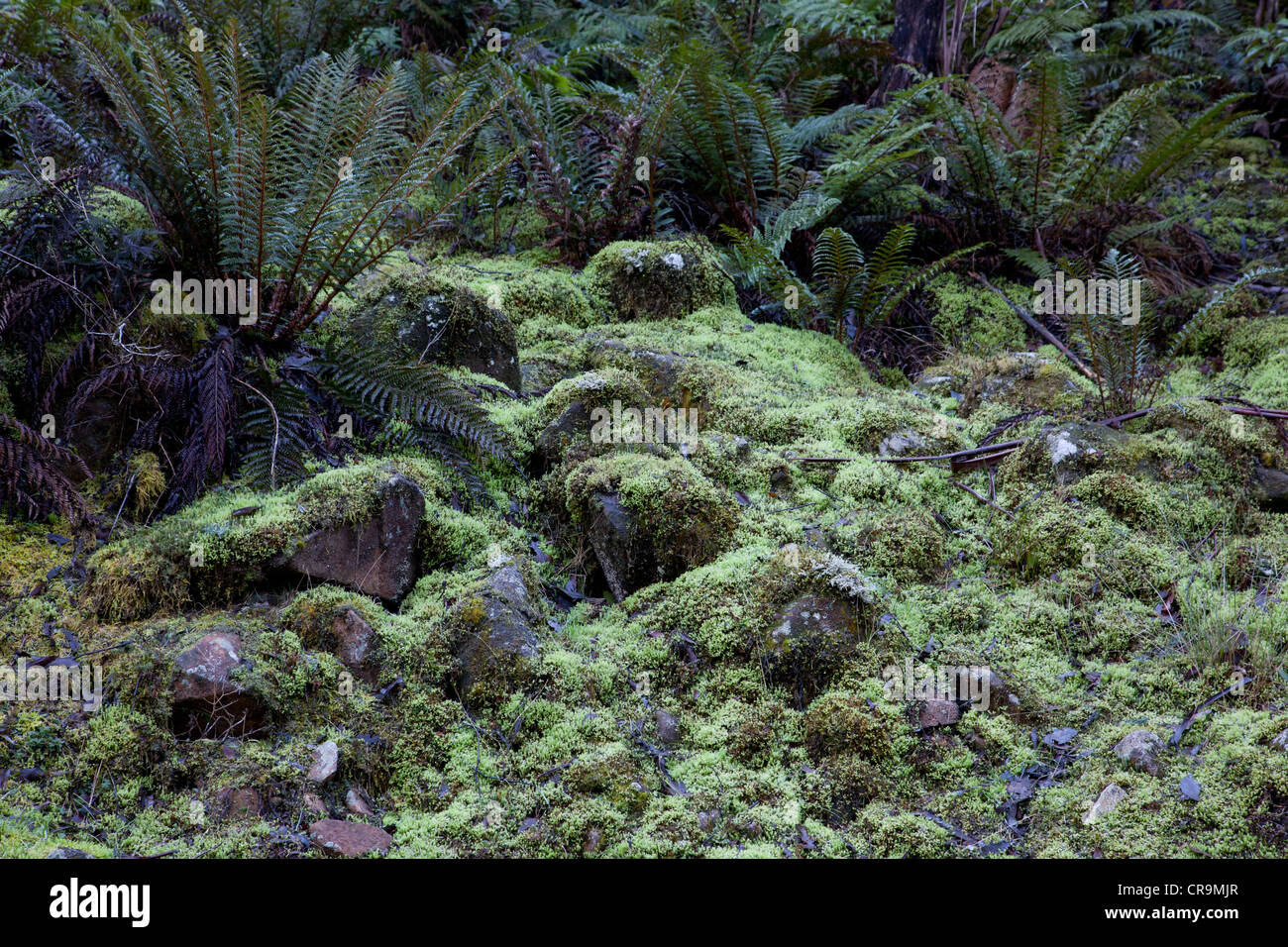 Myrtle beech tree hi-res stock photography and images - Alamy