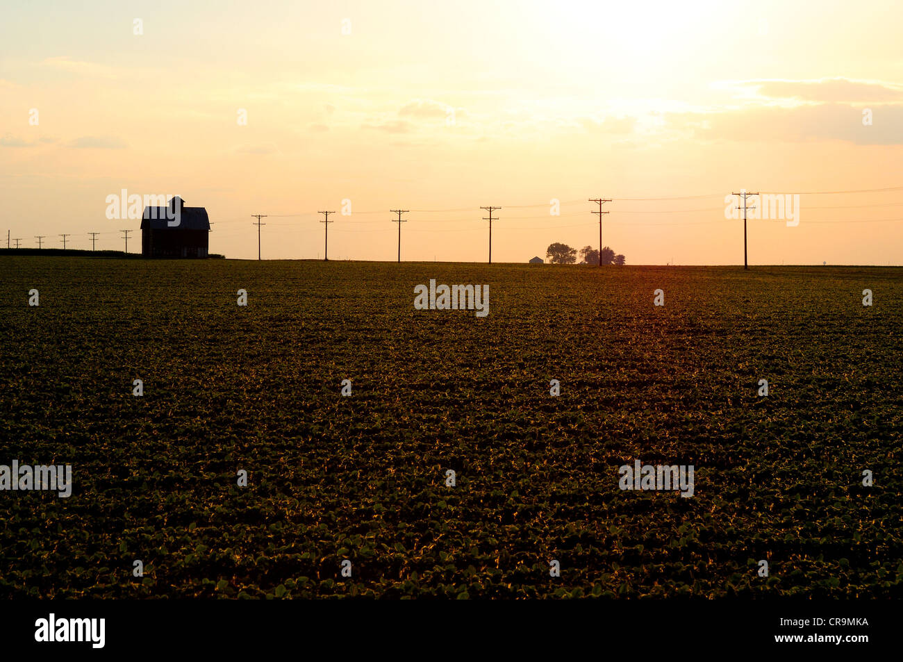 Soybean farm illinois hi-res stock photography and images - Alamy