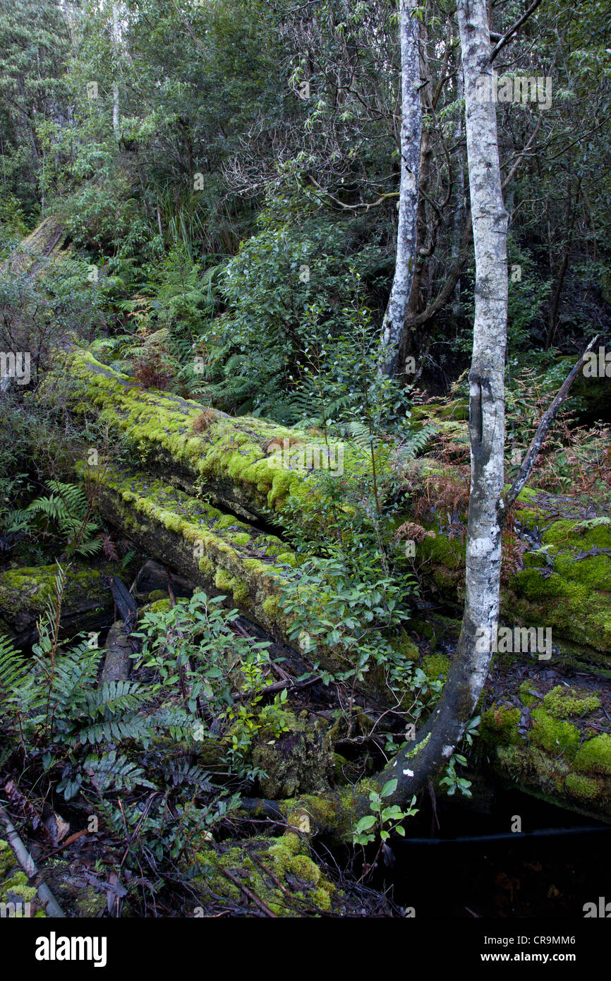 Myrtle Forest in Tasmania, Australia Stock Photo - Alamy