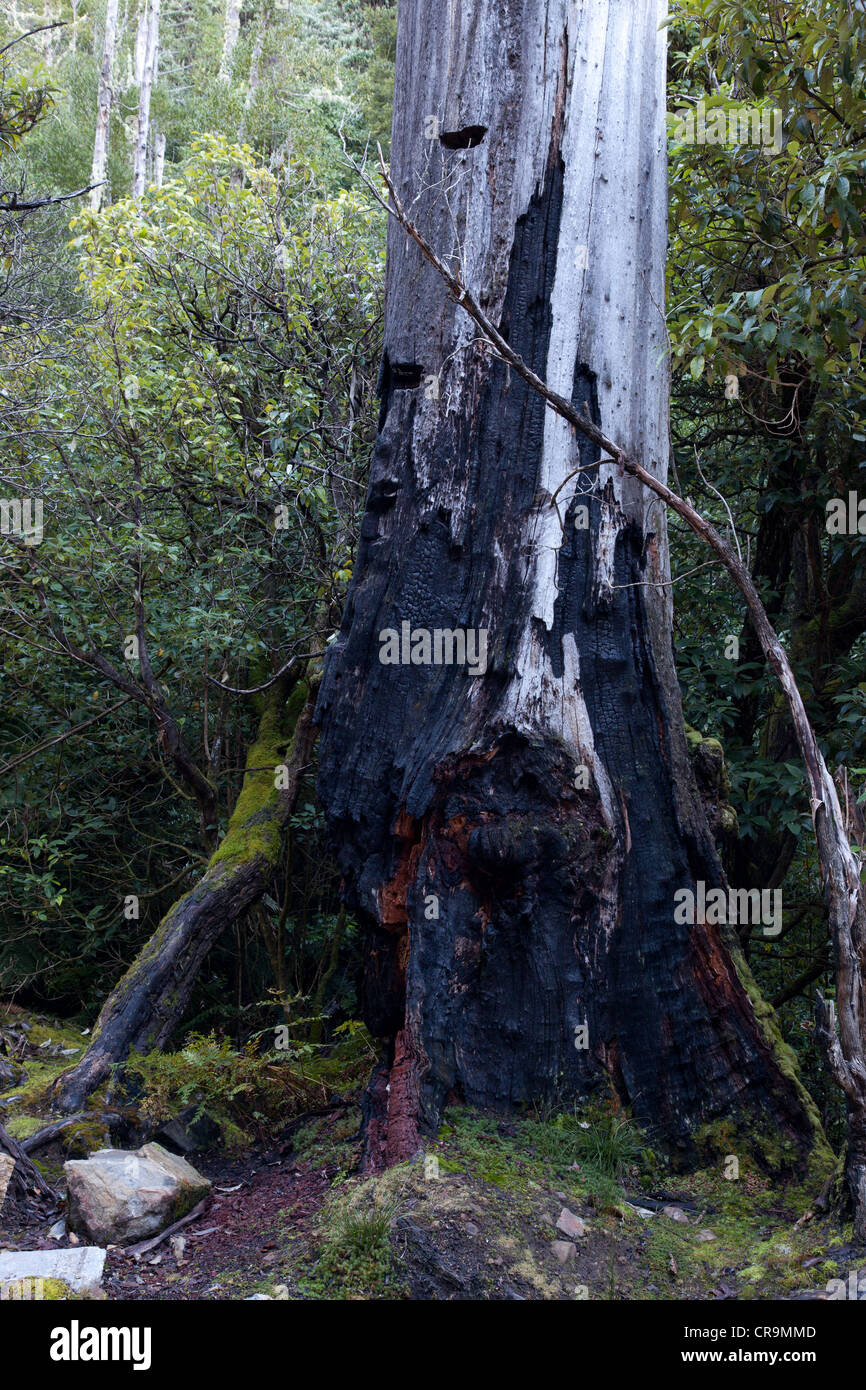 Myrtle Forest in Tasmania, Australia Stock Photo - Alamy