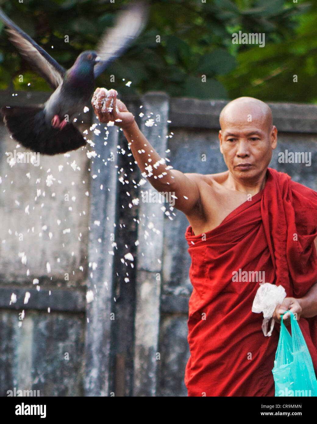 myanmar monk feeding bird Stock Photo - Alamy