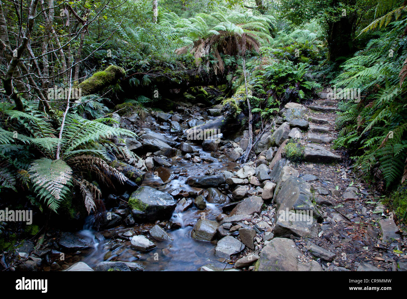 Myrtle Forest in Tasmania, Australia Stock Photo - Alamy