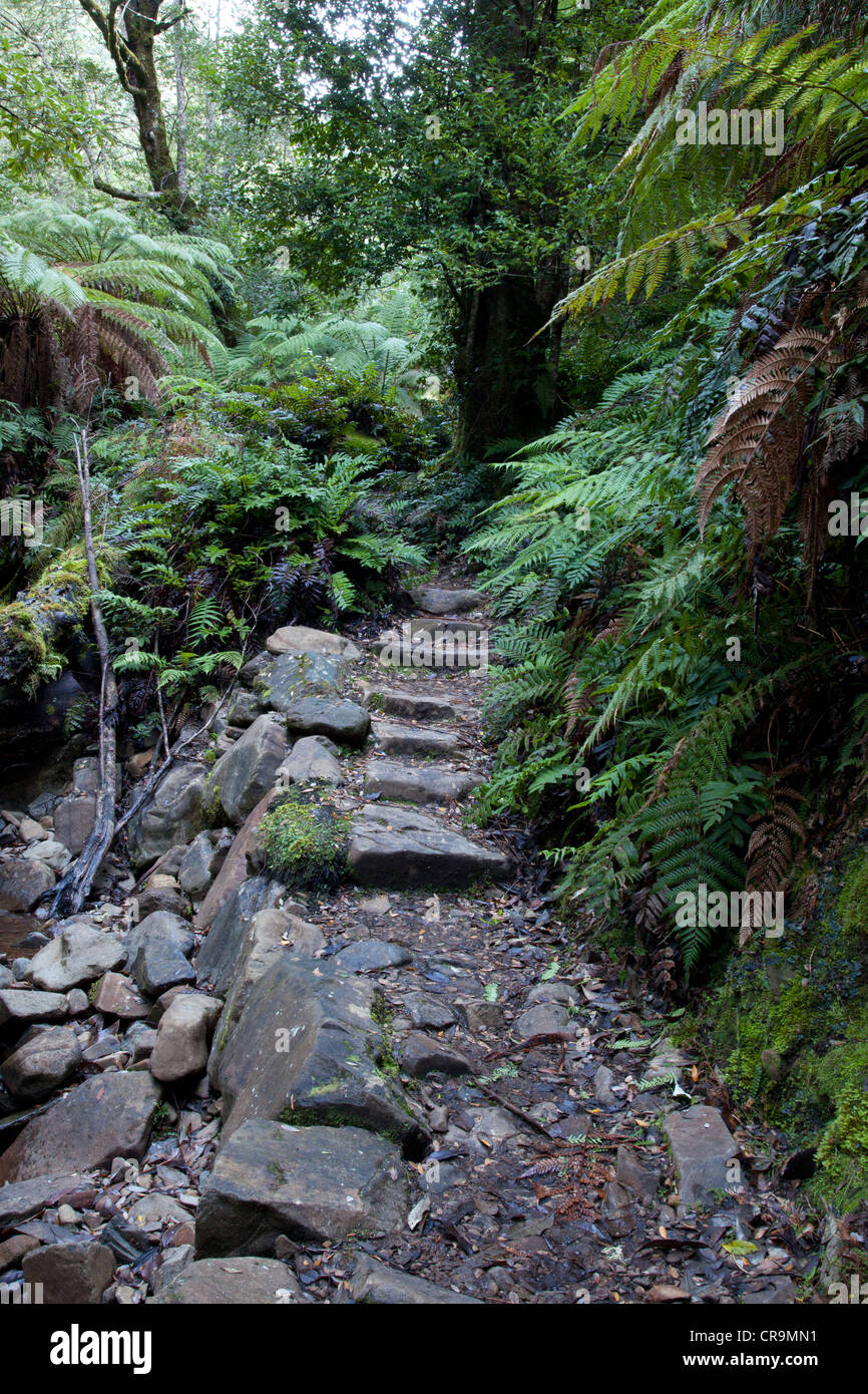 Myrtle Forest in Tasmania, Australia Stock Photo - Alamy