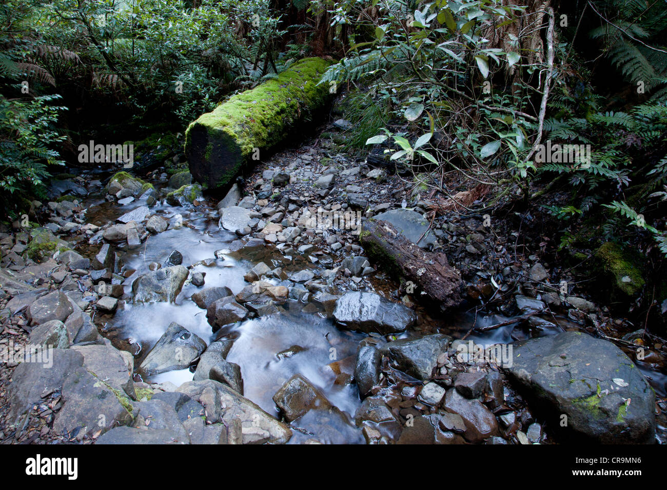 Myrtle Forest in Tasmania, Australia Stock Photo - Alamy