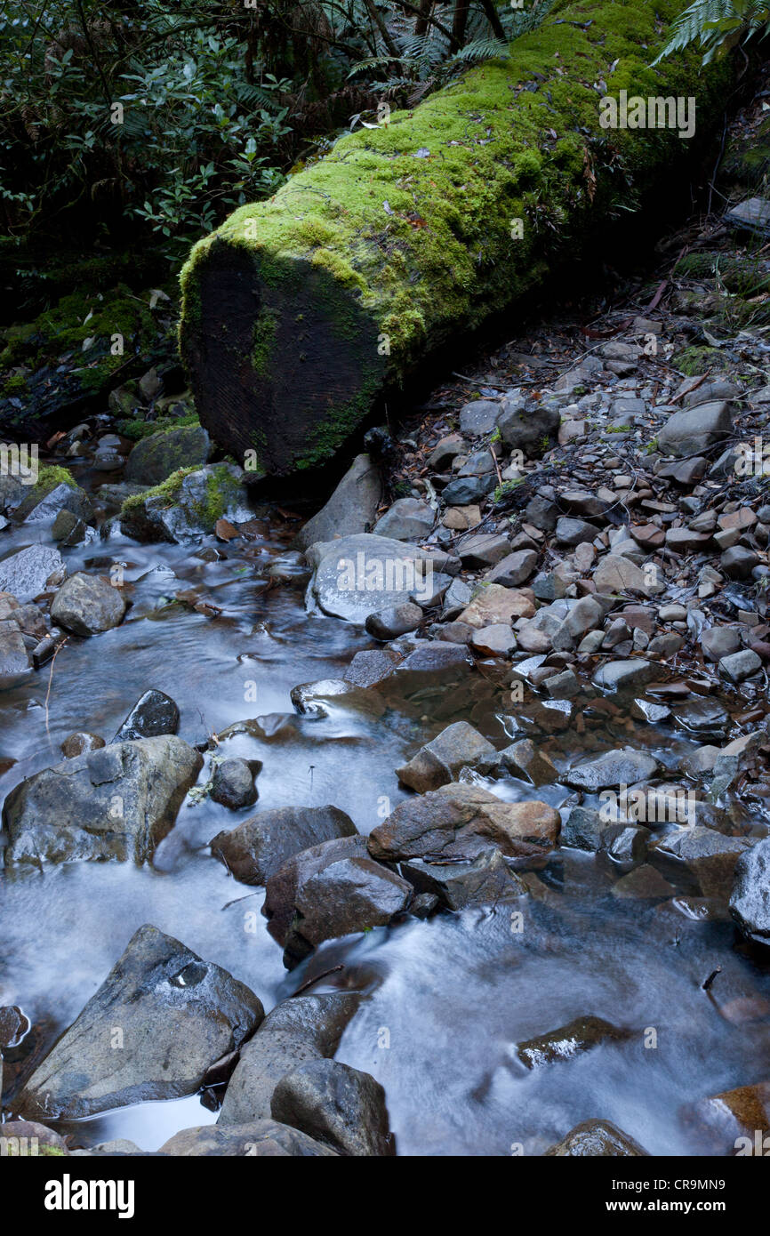 Myrtle Forest in Tasmania, Australia Stock Photo - Alamy