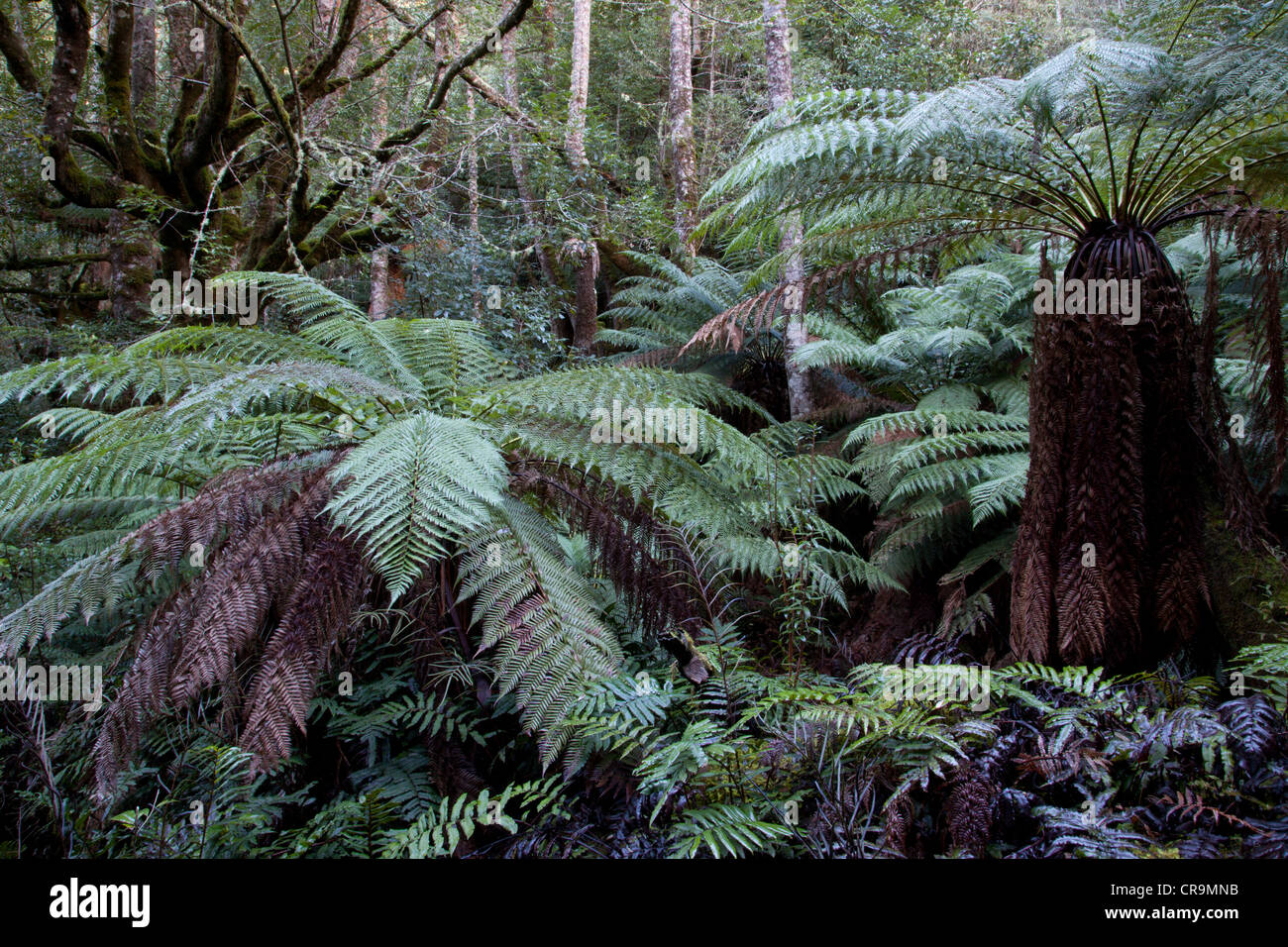 Myrtle Forest in Tasmania, Australia Stock Photo - Alamy