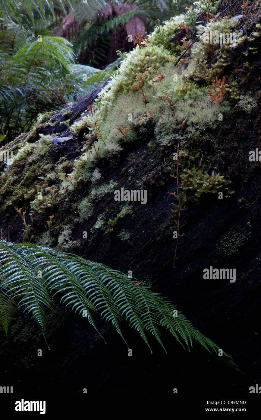 Myrtle Forest in Tasmania, Australia Stock Photo - Alamy