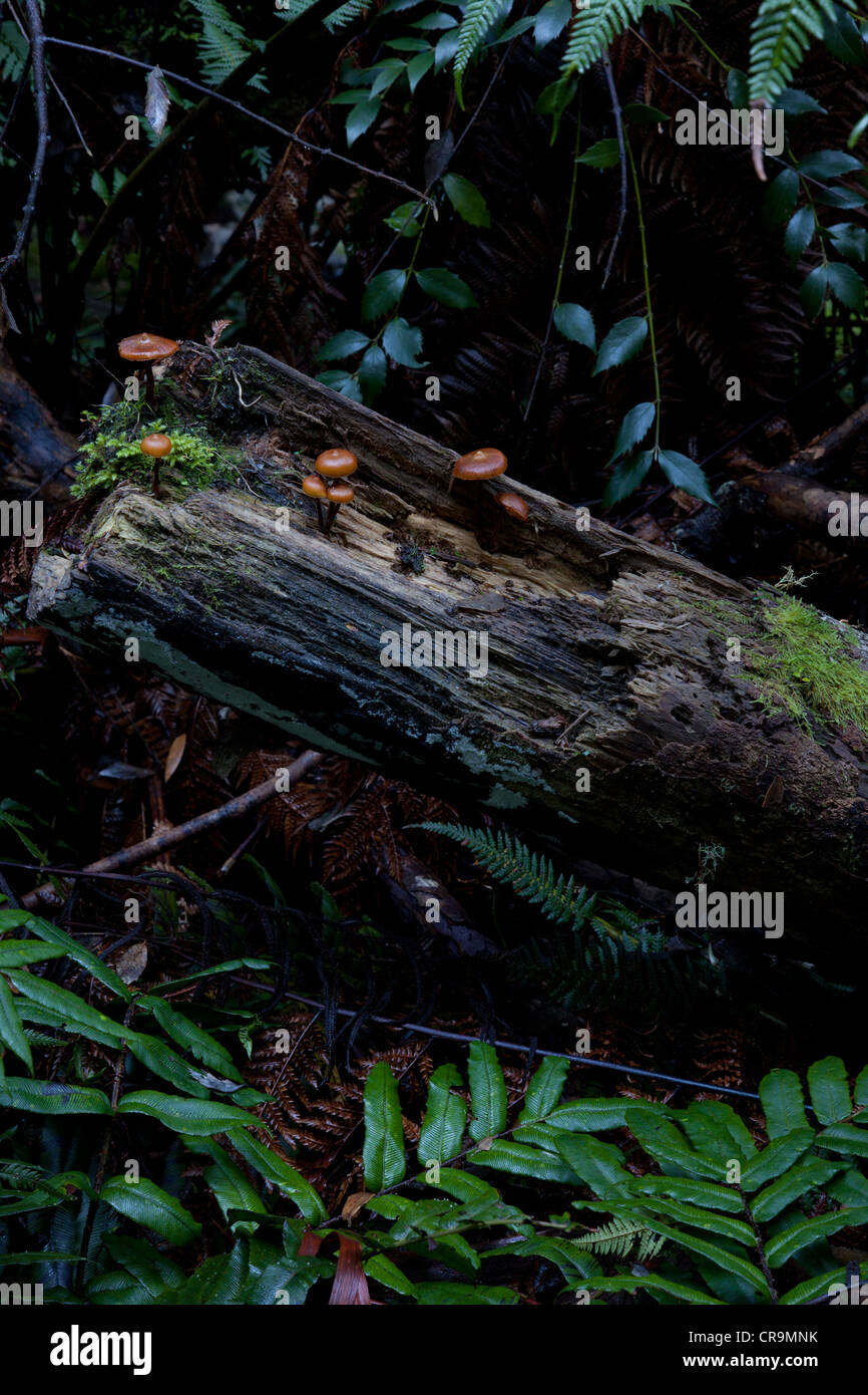 Myrtle Forest in Tasmania, Australia Stock Photo - Alamy