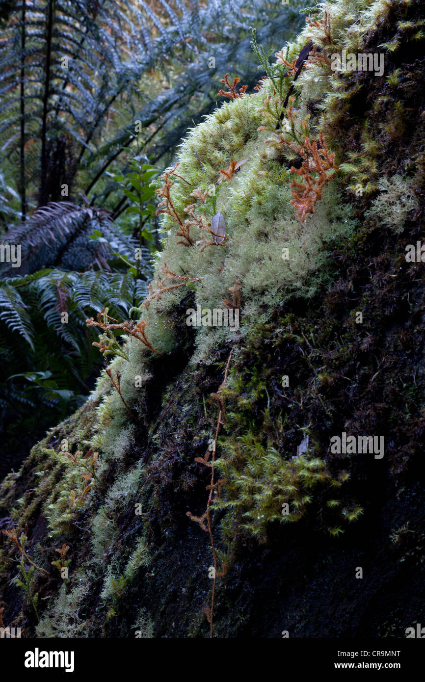 Myrtle Forest in Tasmania, Australia Stock Photo - Alamy