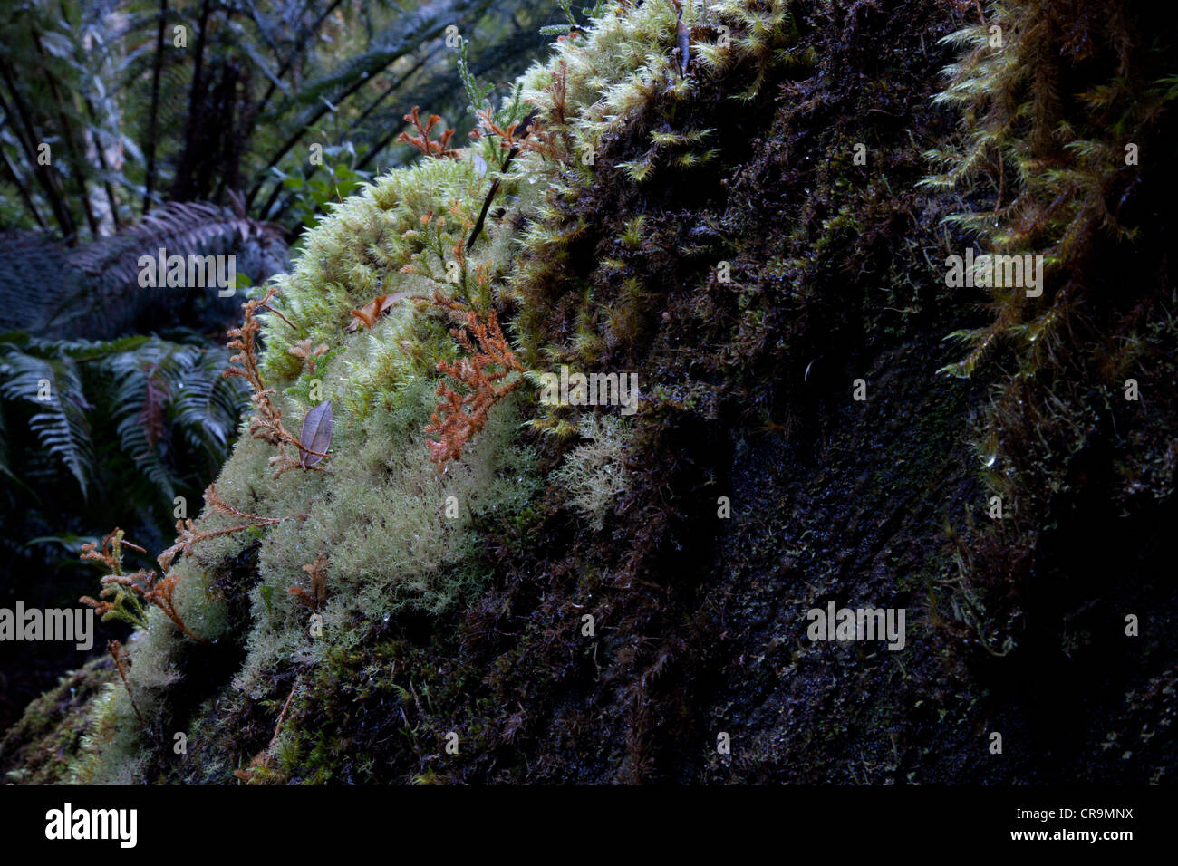 Myrtle Forest in Tasmania, Australia Stock Photo - Alamy