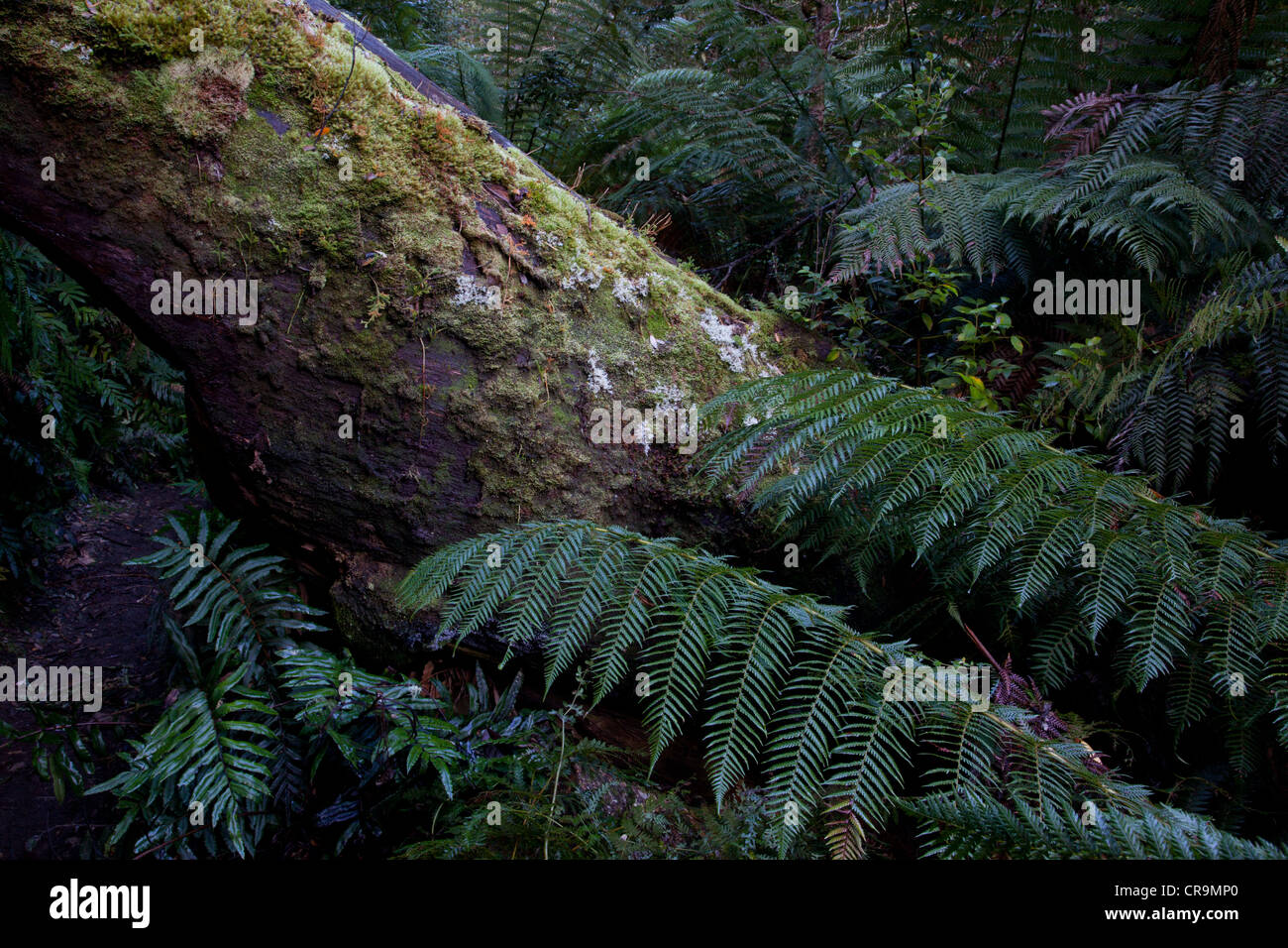 Myrtle Forest in Tasmania, Australia Stock Photo - Alamy