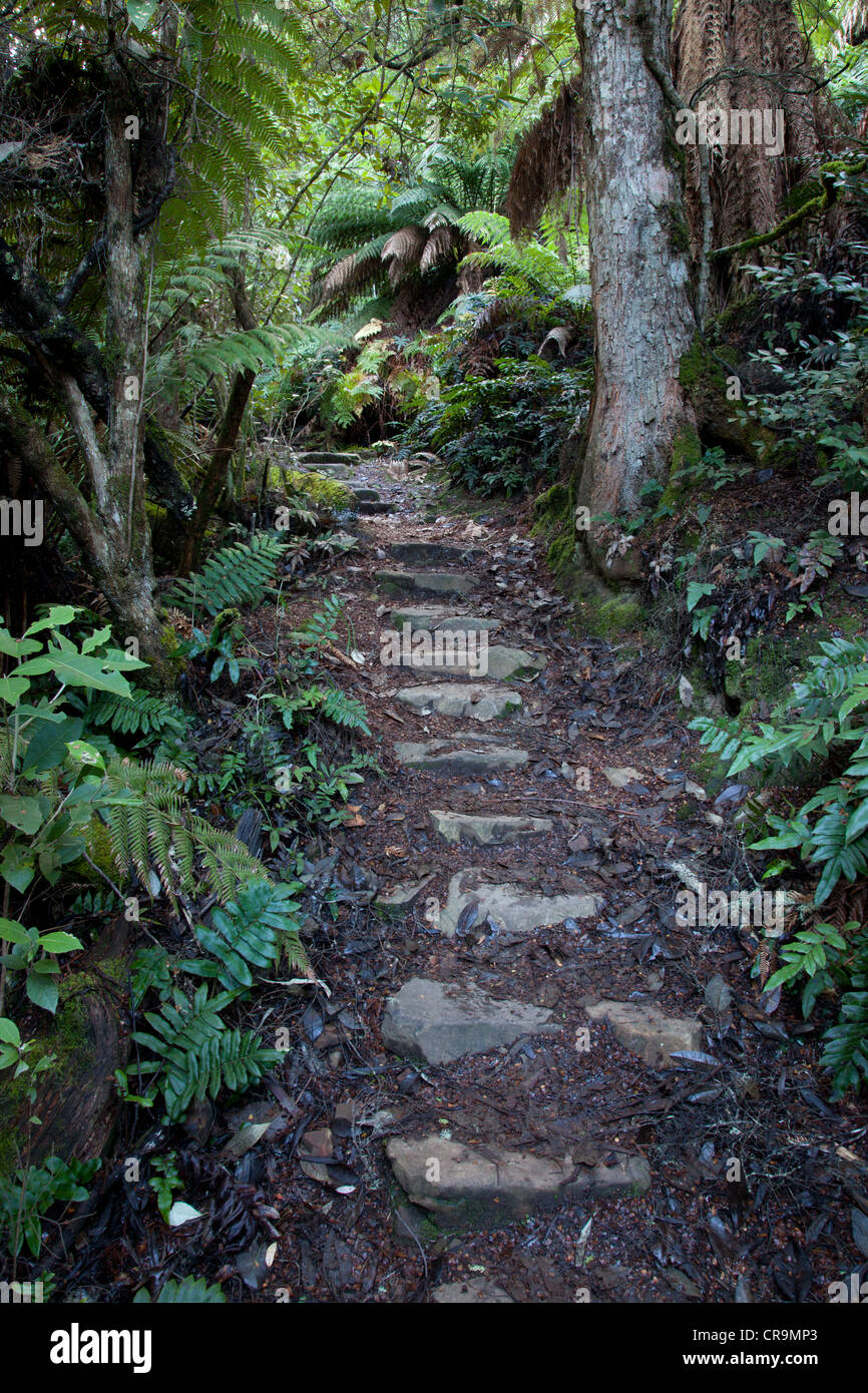 Walking Path in Myrtle Forest in Tasmania, Australia Stock Photo - Alamy