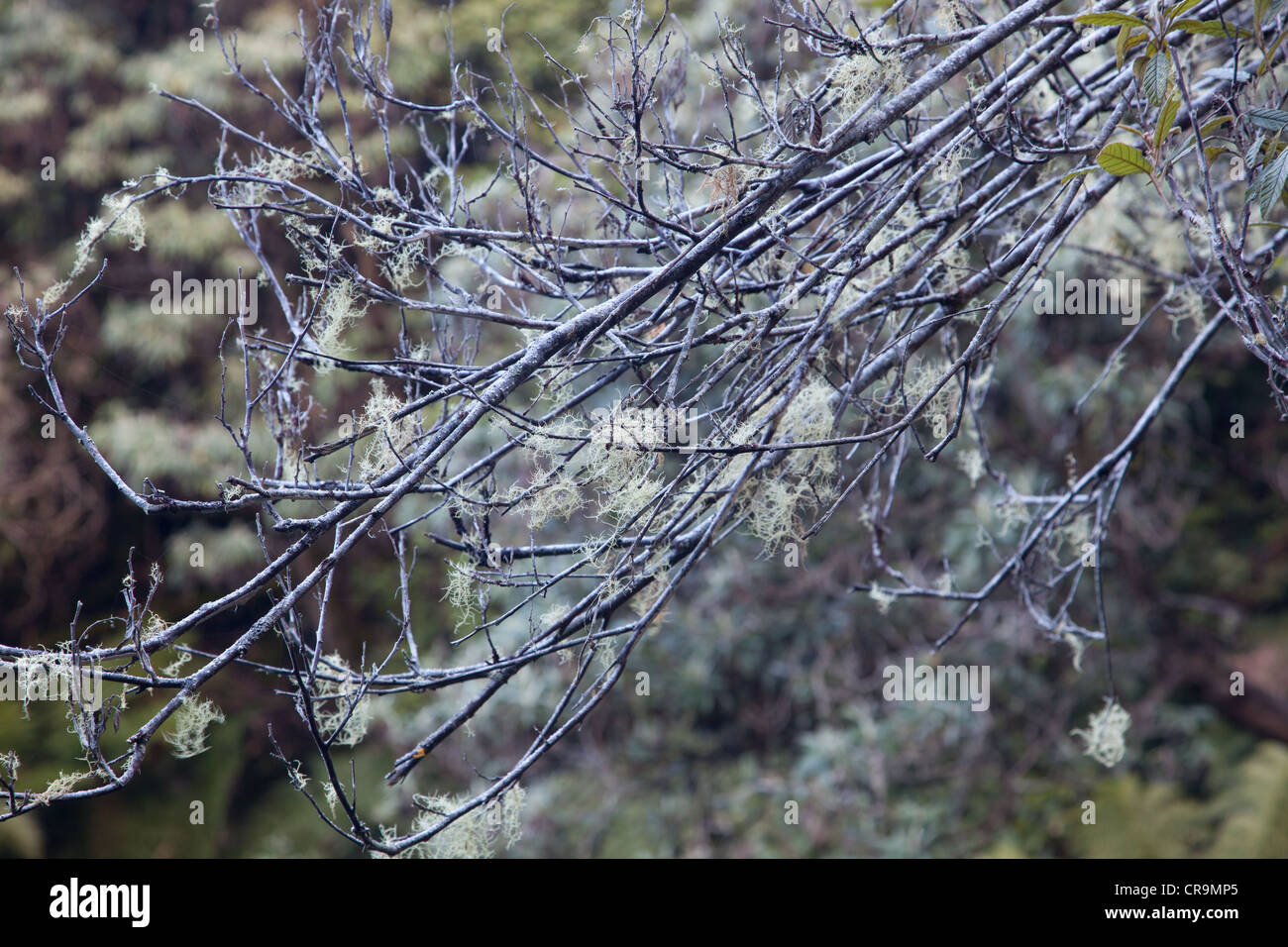 Myrtle Forest in Tasmania, Australia Stock Photo - Alamy