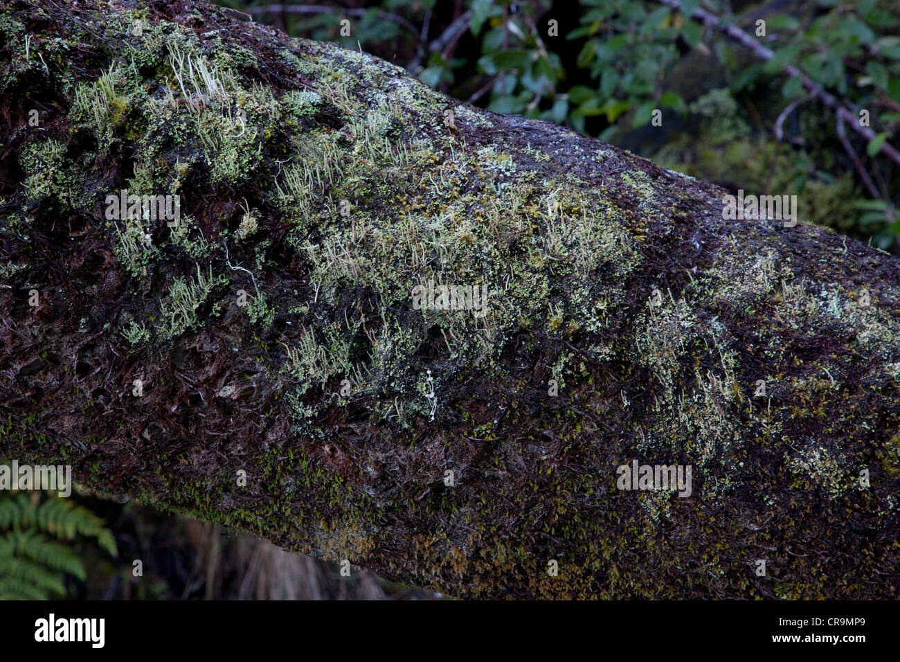 Myrtle beech tree hi-res stock photography and images - Alamy