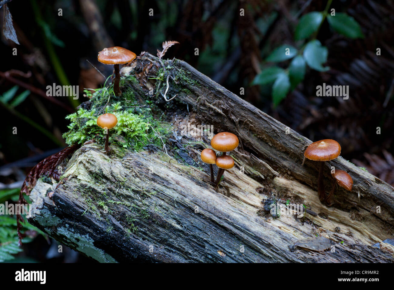 Toadstools on dead trunk in Myrtle Forest in Tasmania, Australia Stock ...