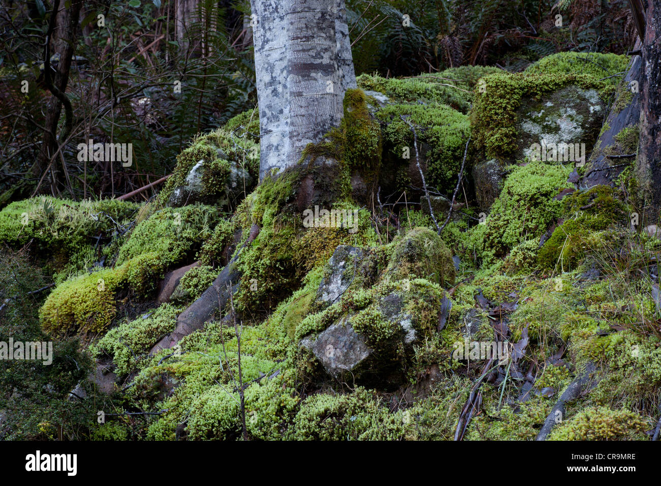 Myrtle Forest in Tasmania, Australia Stock Photo - Alamy
