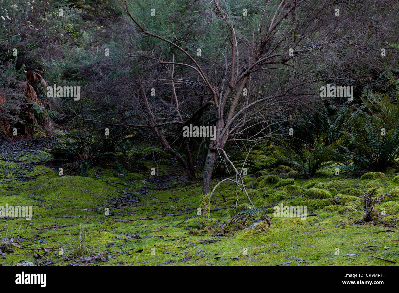 Myrtle Forest in Tasmania, Australia Stock Photo - Alamy