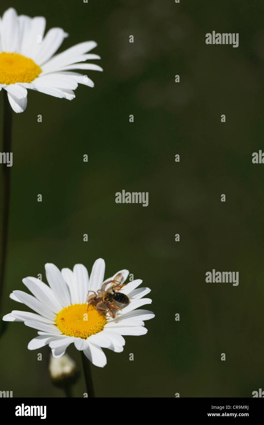 daisy with bee and spider Stock Photo - Alamy