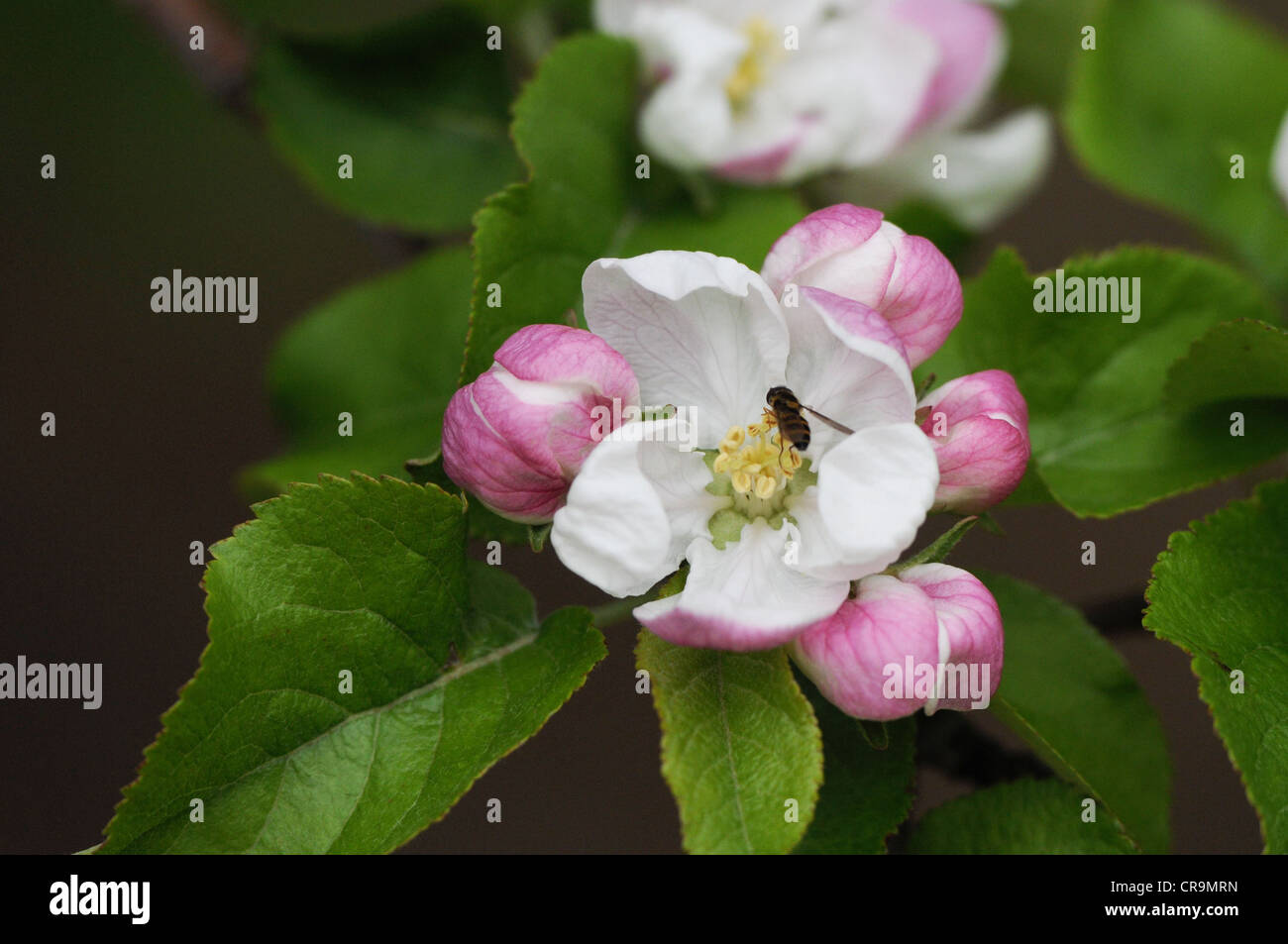 apple blossom and bee Stock Photo - Alamy