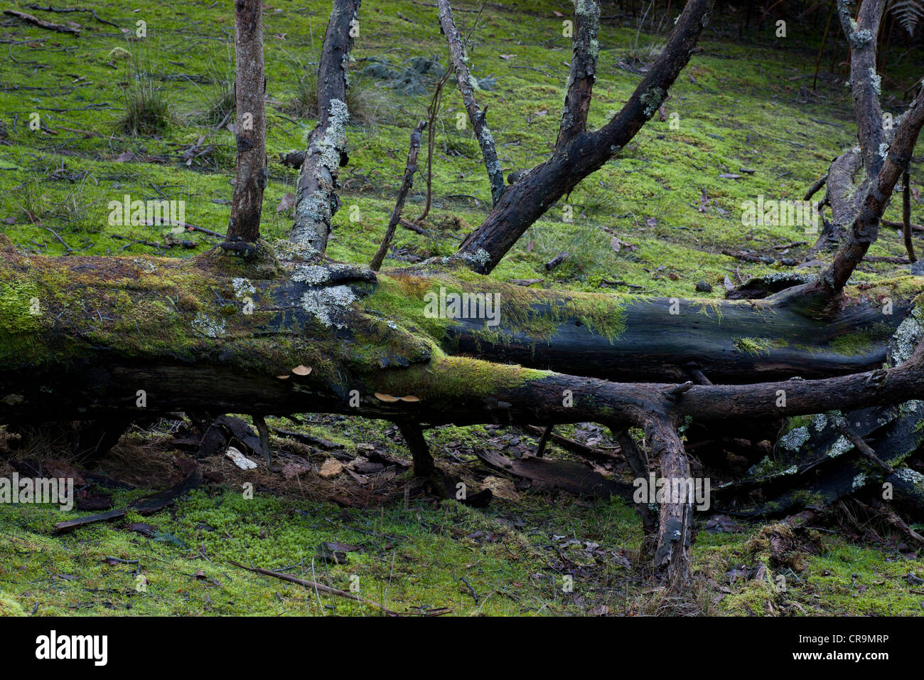 Myrtle Forest in Tasmania, Australia Stock Photo - Alamy