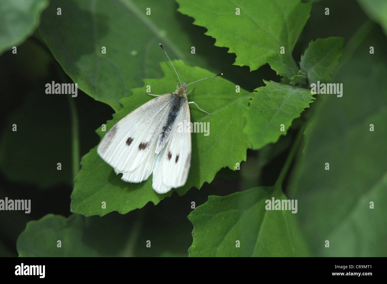 female white cabbage moth Stock Photo - Alamy