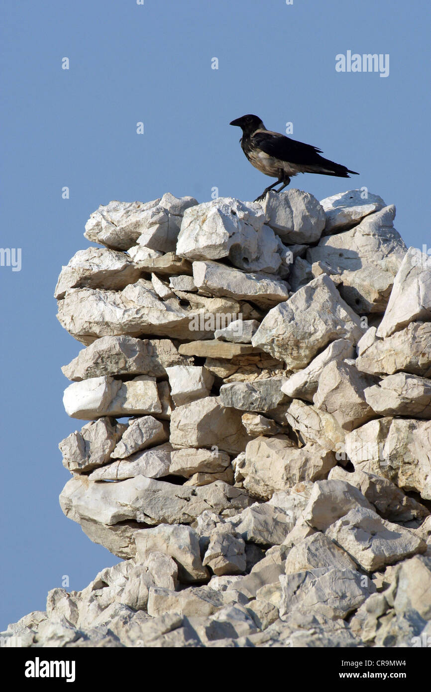 Crow looking around hi-res stock photography and images - Alamy