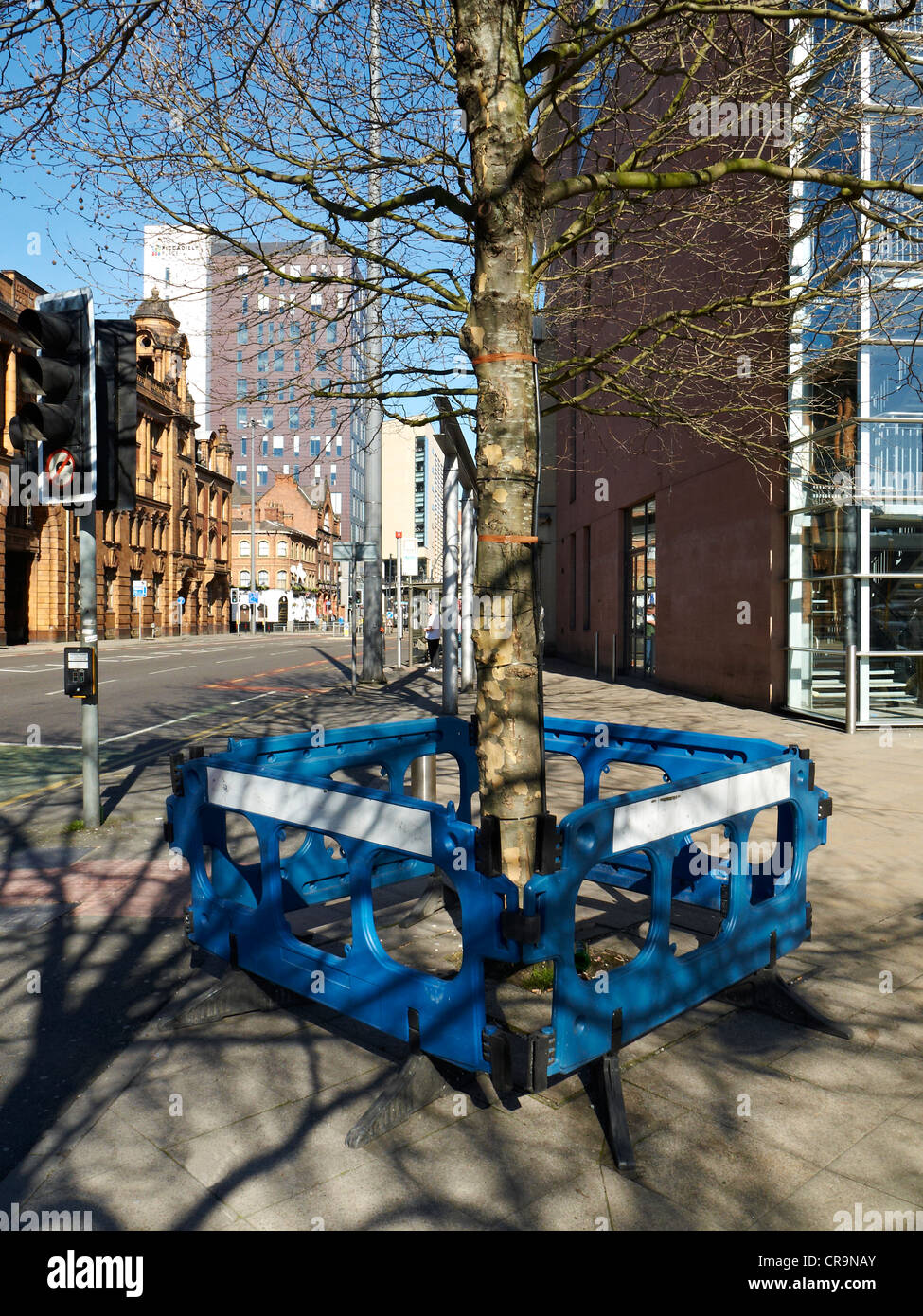 Protected tree in Manchester UK Stock Photo - Alamy