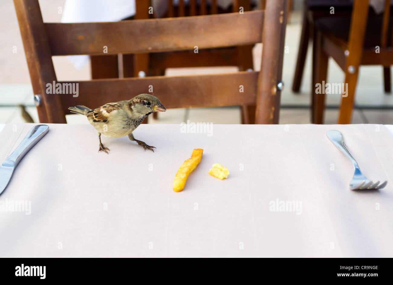 Little sparrow eats french fries on the table Stock Photo - Alamy