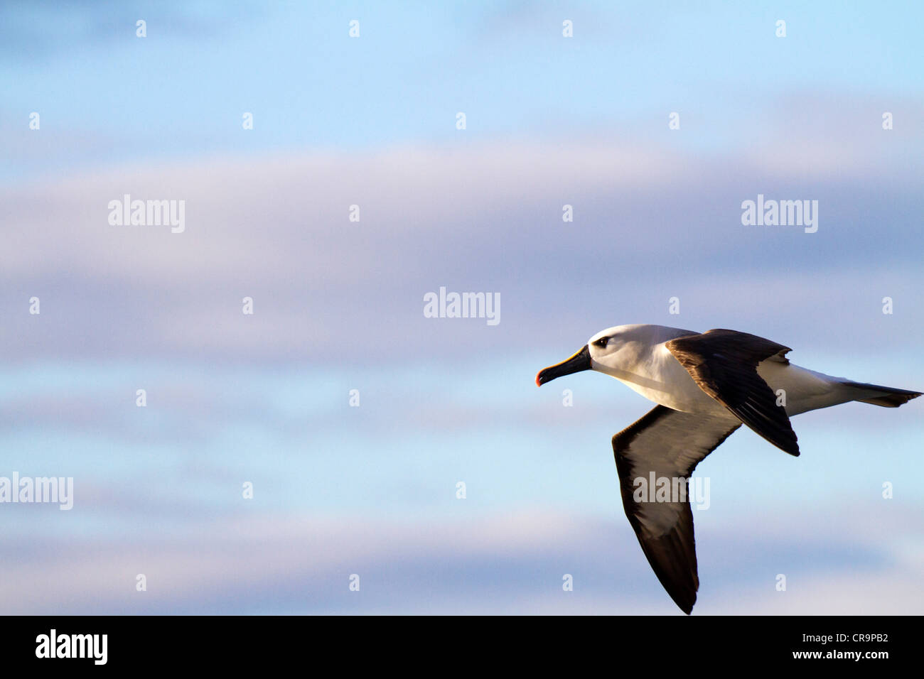 Yellow-nosed albatross in flight, South Atlantic Ocean Stock Photo - Alamy
